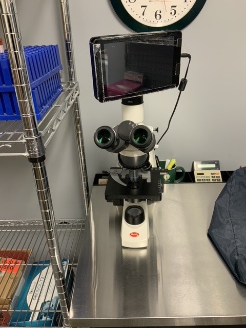 Motic Phase Contrast Microscope - MVMA